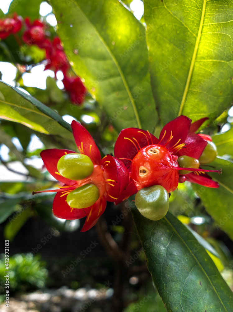 Blooming Mickey Mouse bush also known as the small-leaved plane (Ochna ...