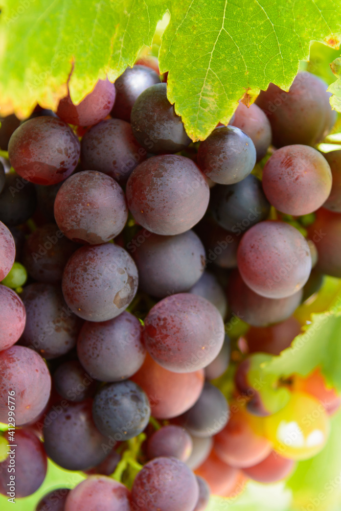 Racimos de sabrosas uvas rojas madurando para su recolección Stock ...