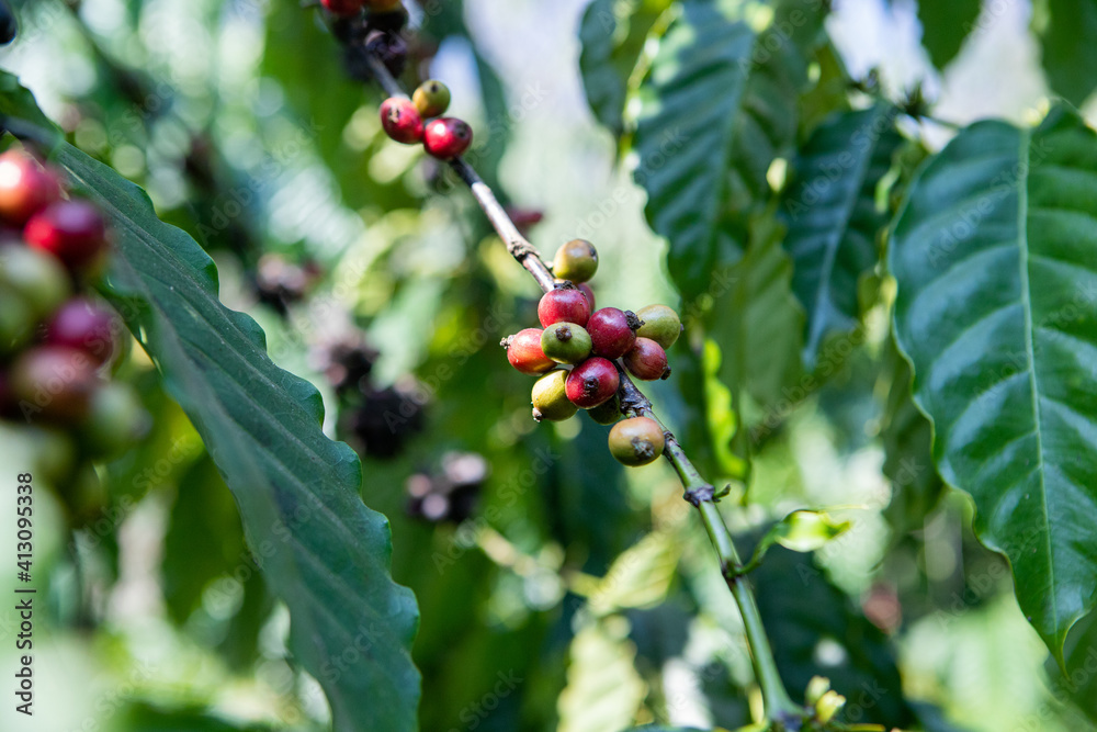 Robusta coffee farm in the Northeast mountain of Thailand Stock Photo ...