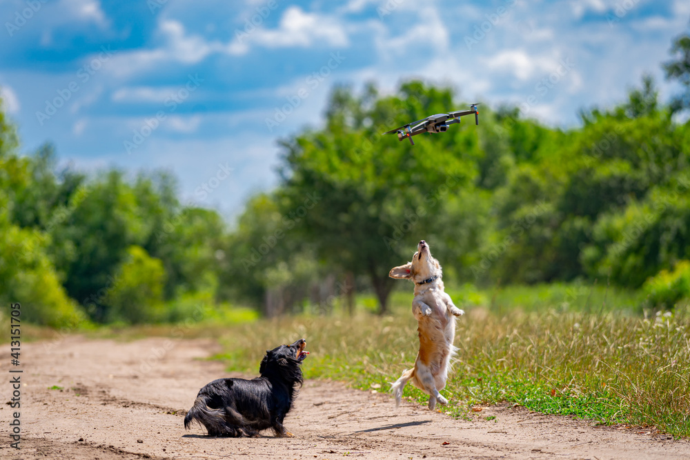 Cute dogs of small breed on nature background. Puppies jump and have ...