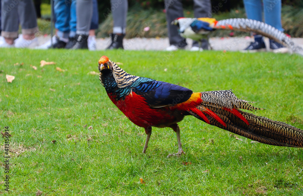 Multi Colored Pheasants
