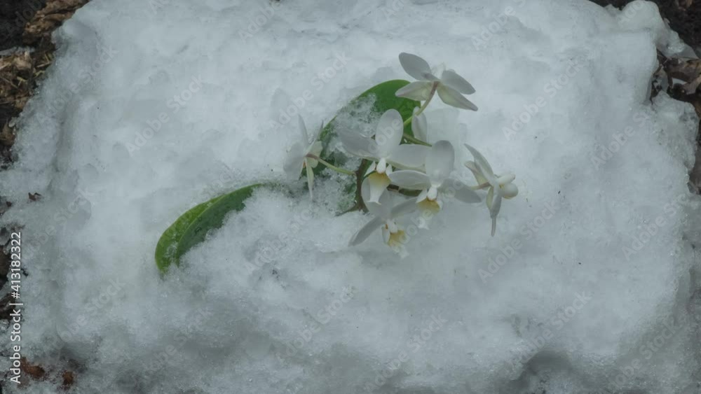Macro time-lapse photography of melted snow turning into liquid water ...