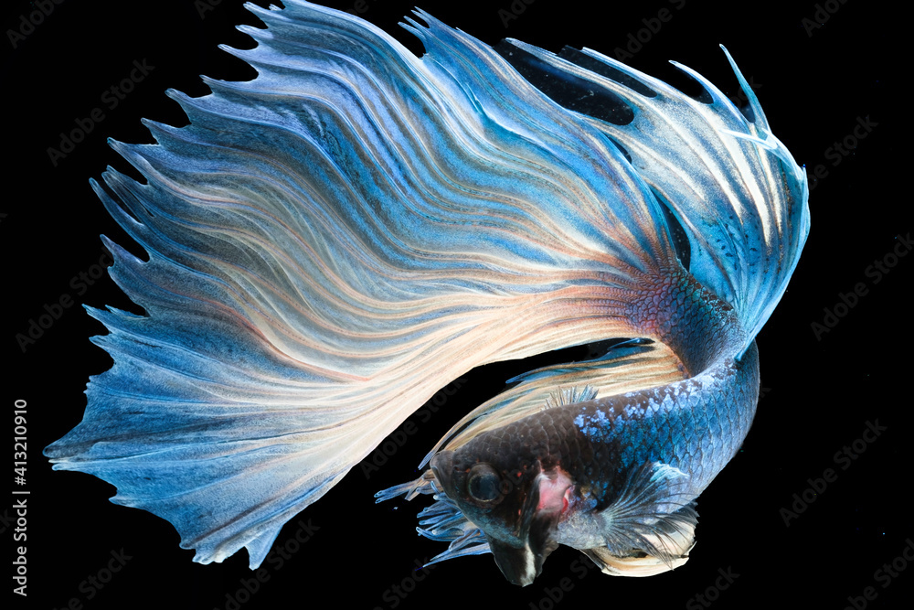 Beautiful and colourful Siamese Beta Fish. People in Indonesia called ...