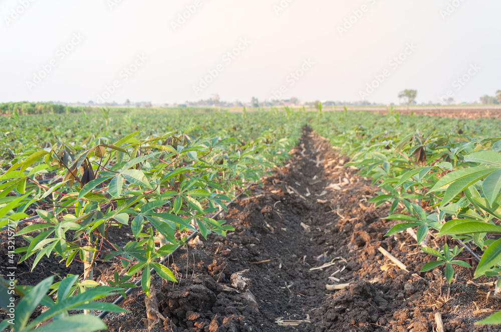 Cassava field growing beautiful green leaves sky background Stock Photo ...