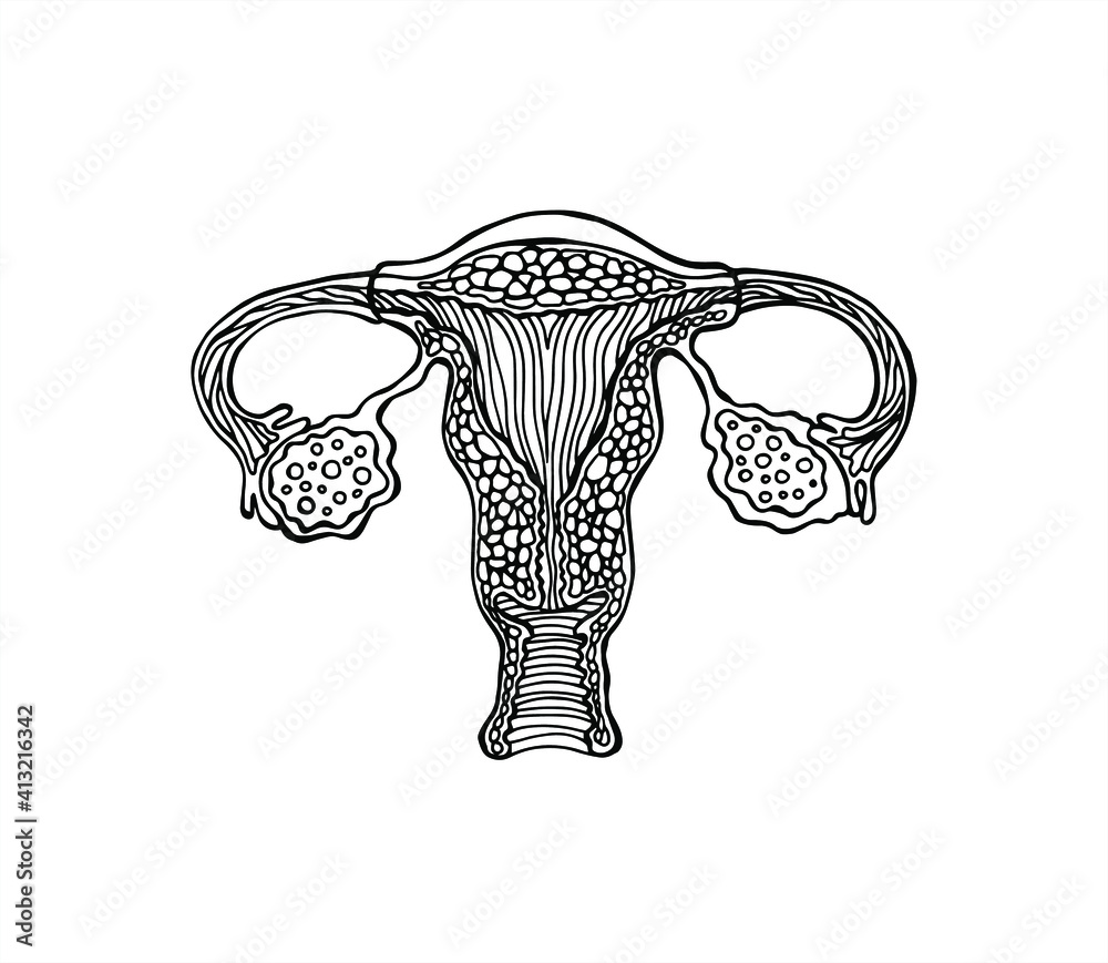 Anatomically correct drawn female genitals. Uterus, vagina, eggs and ...