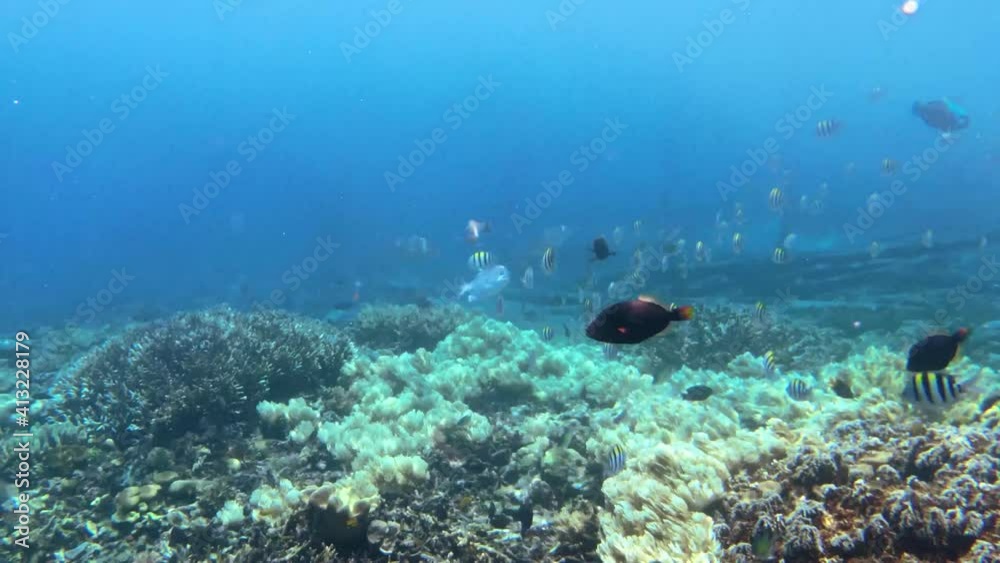 Coral Garden With Tropical Fish In Kri Island, Raja Ampat. Underwater ...