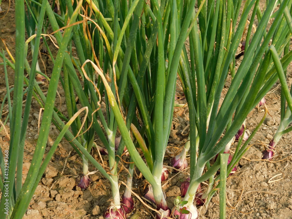 Types Of Onion Plants