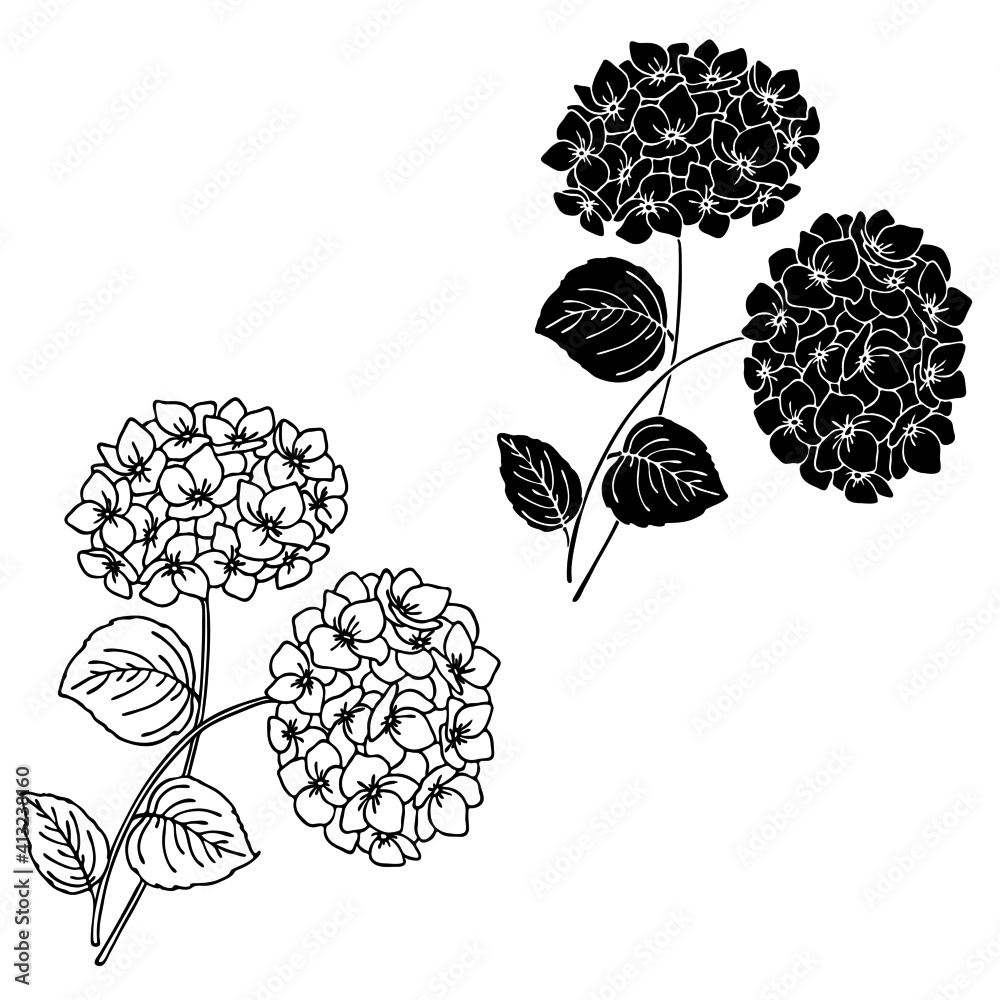Vector illustration, hydrangea flowers, drawing in black, template ...