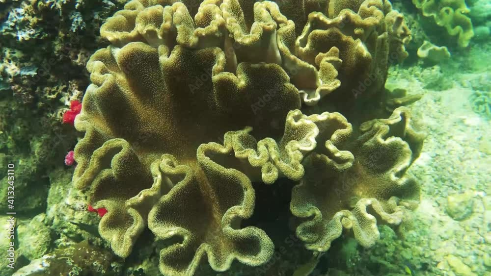 Colorful Coral Garden With Tropical Fish In Kri Island, Raja Ampat ...