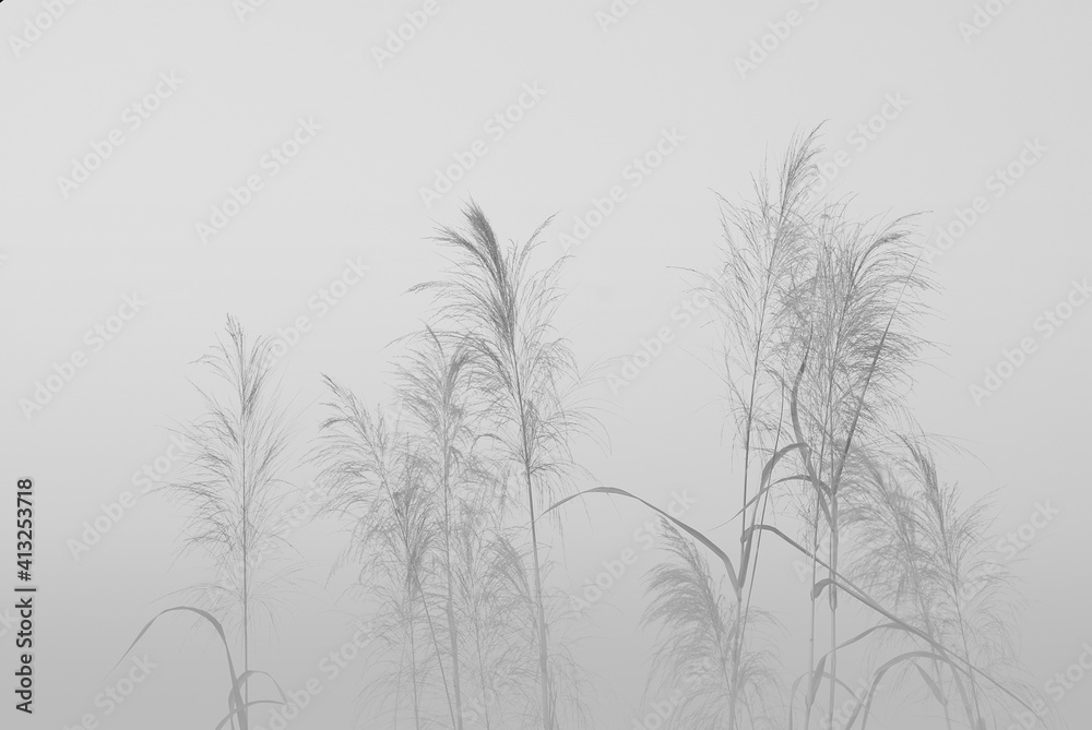 The Quiet Nature Drawing