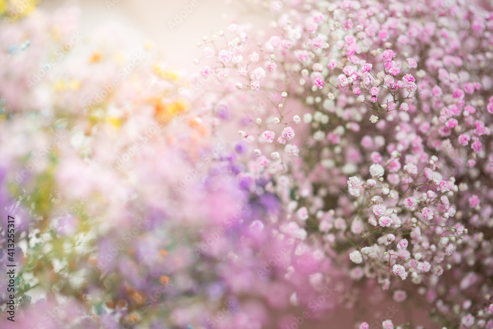 Nature of flower in garden using as cover page background natural flora ...