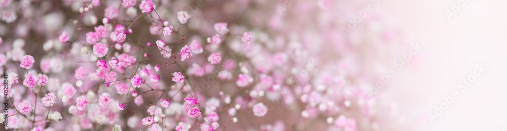 Nature of flower in garden using as cover page background natural flora ...