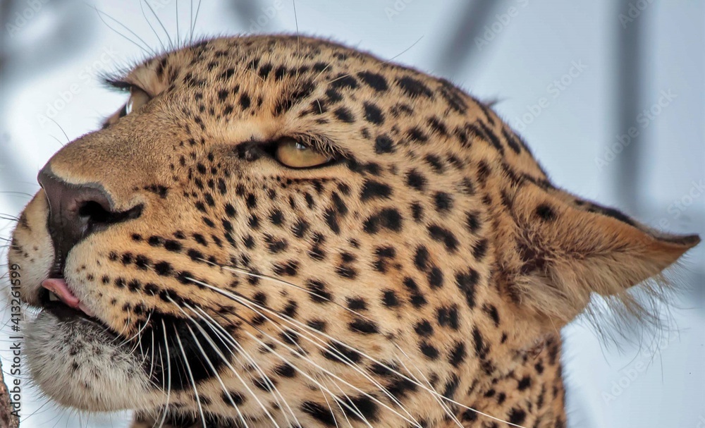 Leopard head on white background side view Stock Photo | Adobe Stock