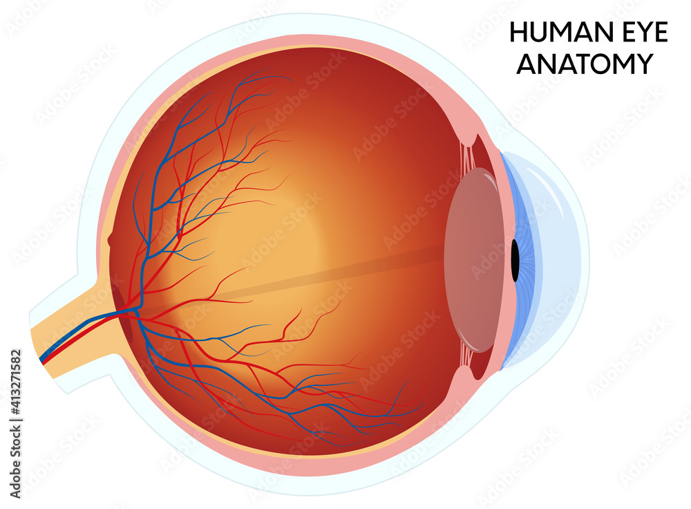 Human eye anatomy diagram, medical educational cross section ...