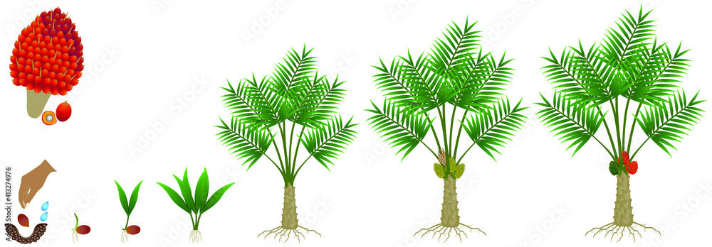 Cycle of growth of a oil palm tree on a white background. Stock Vector ...