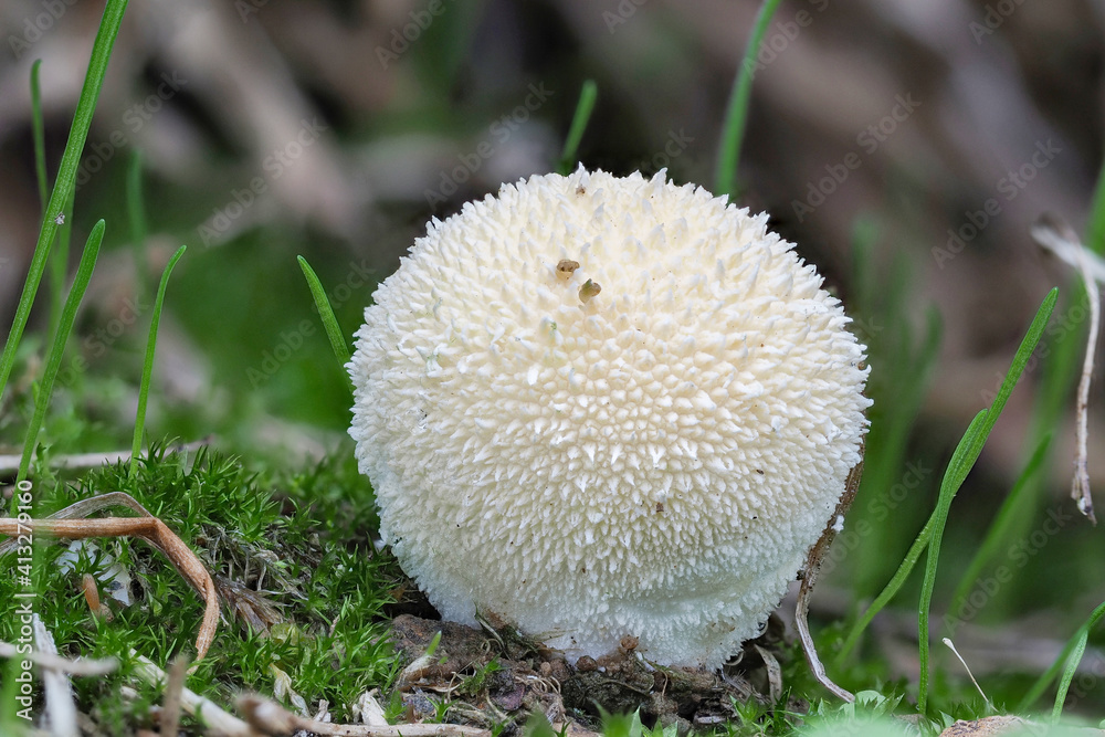 Lycoperdon pratense, commonly known as the meadow puffball, is a type ...