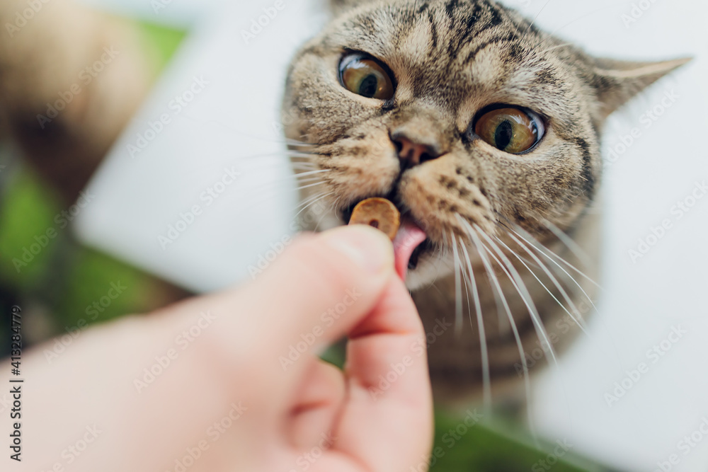 Domestic life with pet. Young man gives his cat meat snack. Stock Photo ...