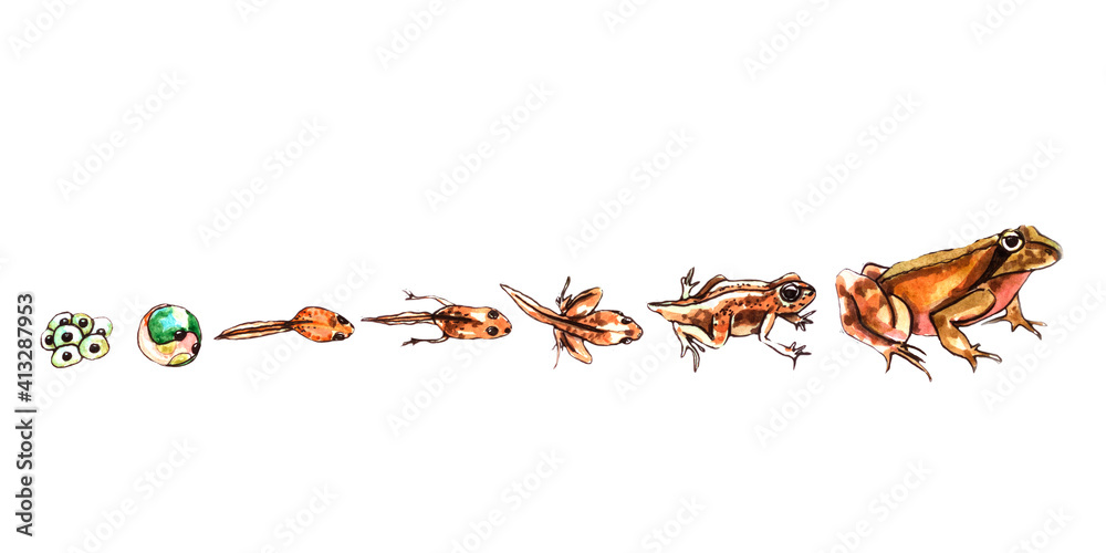 The life cycle of a frog watercolor tutorial illustration ...