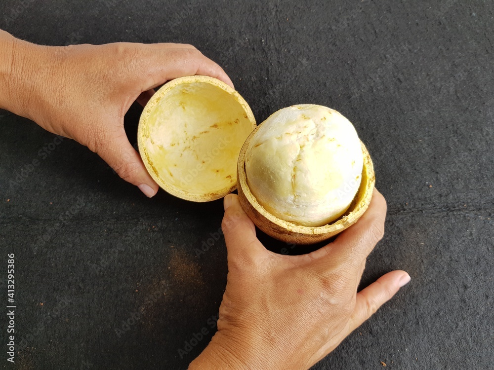 Cupuaçu fruits open (Theobroma grandiflorum) Malvaceae family. Manaus ...