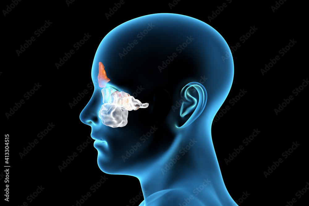 Anatomy of paranasal sinuses Stock Illustration | Adobe Stock
