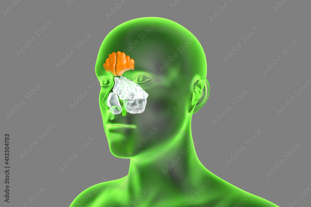 Anatomy of paranasal sinuses Stock Illustration | Adobe Stock