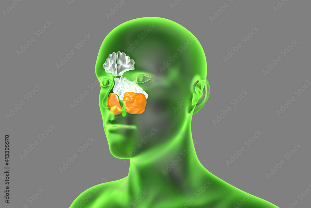 Anatomy of paranasal sinuses Stock Illustration | Adobe Stock