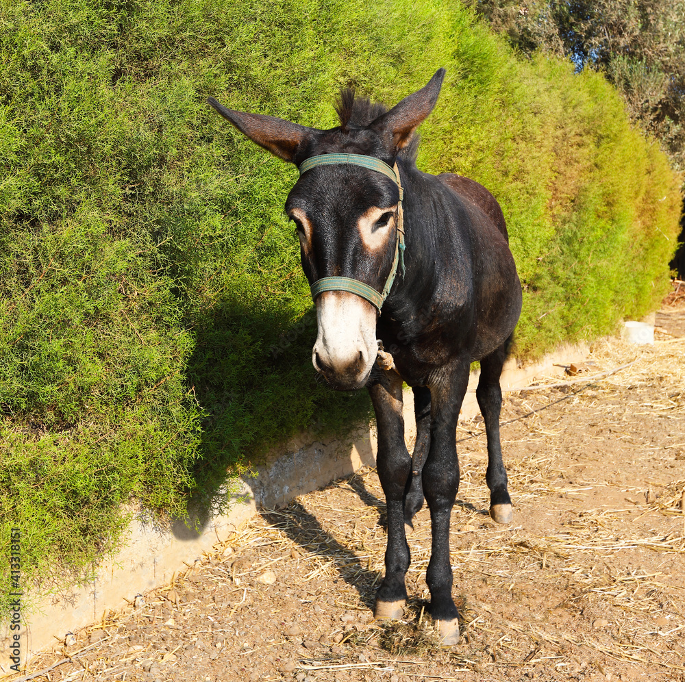 The brown donkey stands peacefully. The favorite animal of the ...