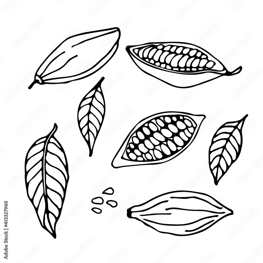 Cocoa set. Hand drawn vector Cocoa beans, leaves sketch on white ...