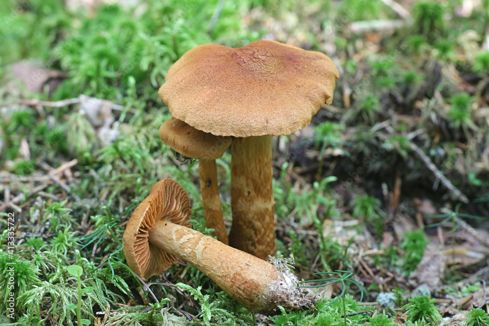 Cortinarius Rubellus
