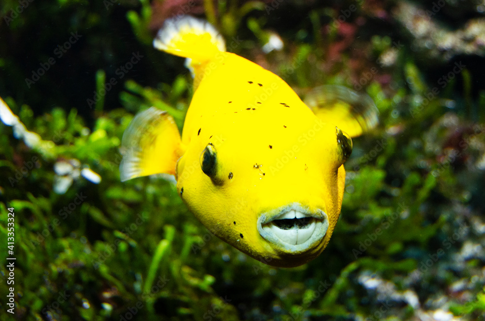 Golden yellow fancy carp fish Nanashigoi Doitsu is happily swimming in ...