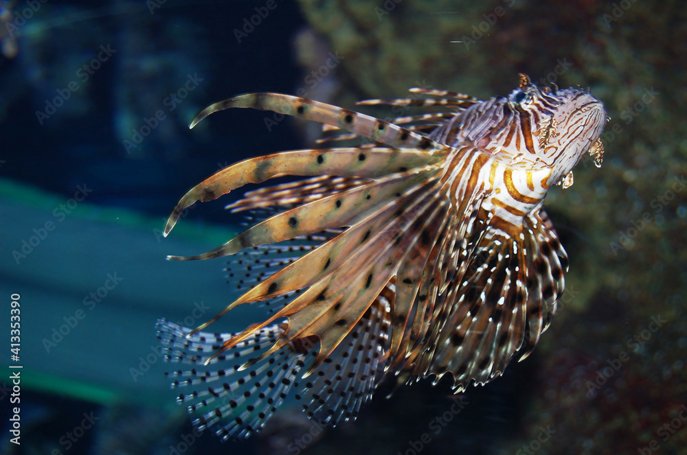 Beautiful floating lion fish. Zebra lion fish Pterois is a genus of ...