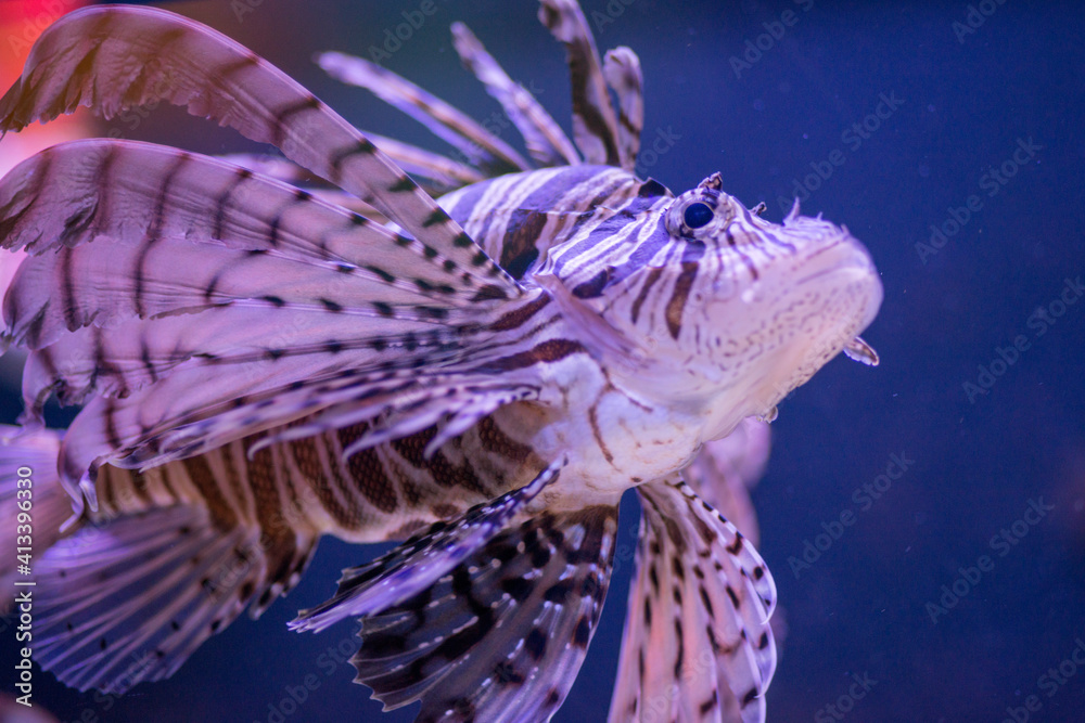 closeup portrait of a common lion fish, a popular aquarium pet in ...