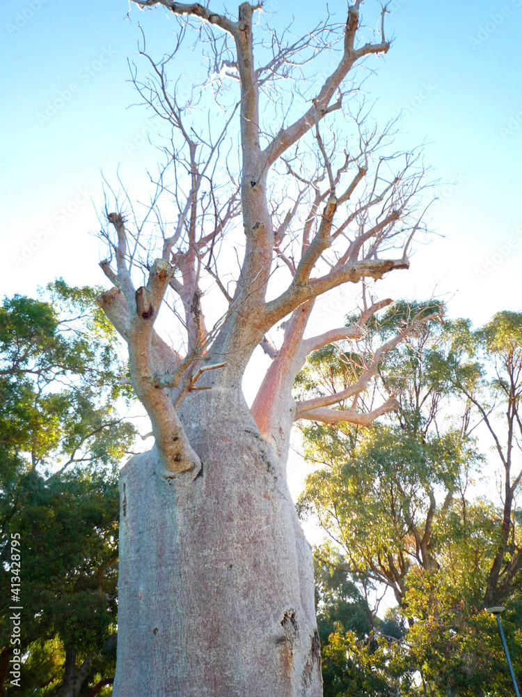 A Kimberly Boab tree is supposed to be about 700 years old. It was ...