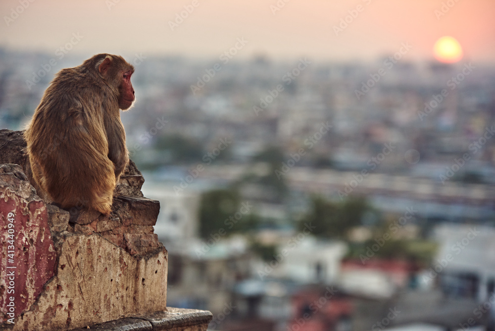 the monkey looks at the city skyline at sunset Stock Photo | Adobe Stock