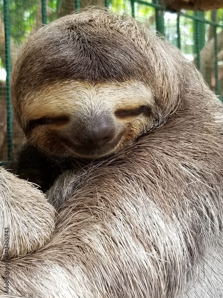 Cute Smiling Sloth