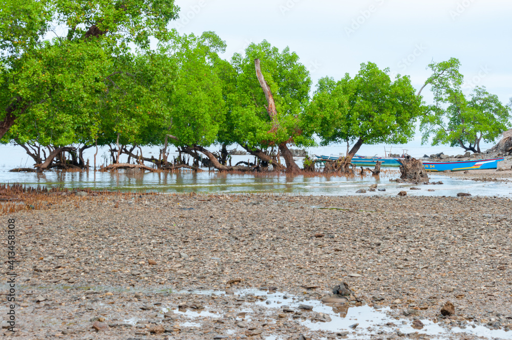 beach with mangrove trees, Dili Timor Leste Stock Photo | Adobe Stock