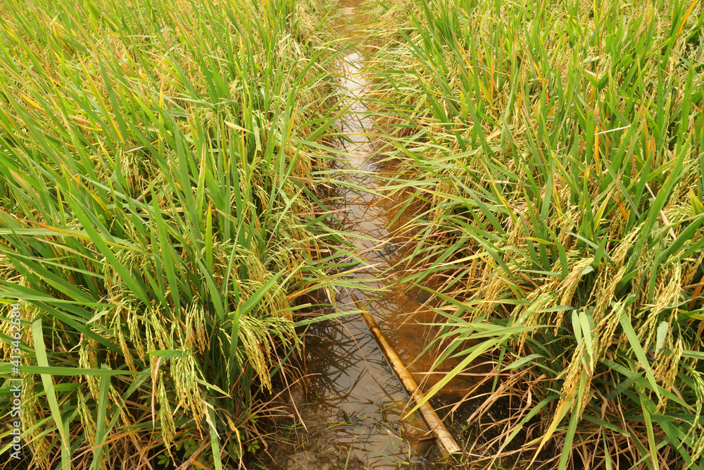 Golden yellow ripe rice plants in the rice farm - agricultural scene ...