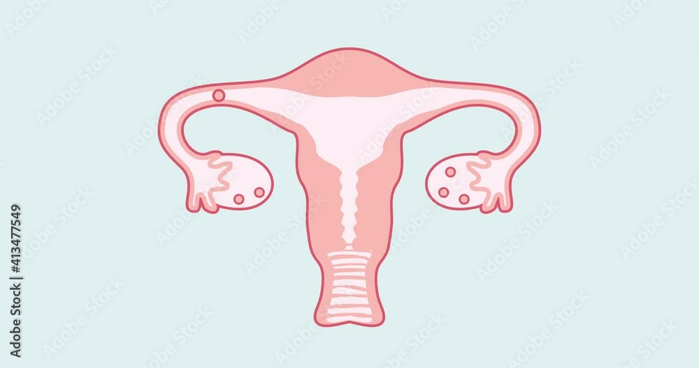 Educational video on how ovulation and menstruation occur in the female ...