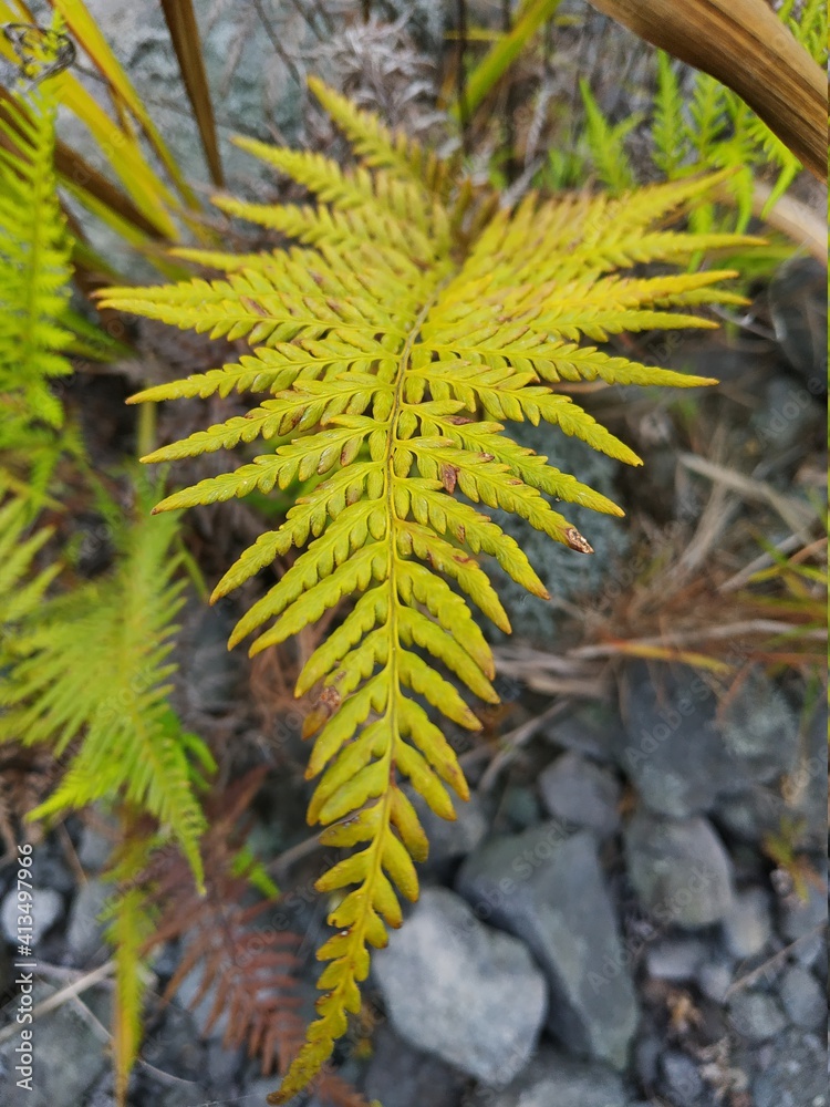 paku pohon paku Stock Photo | Adobe Stock