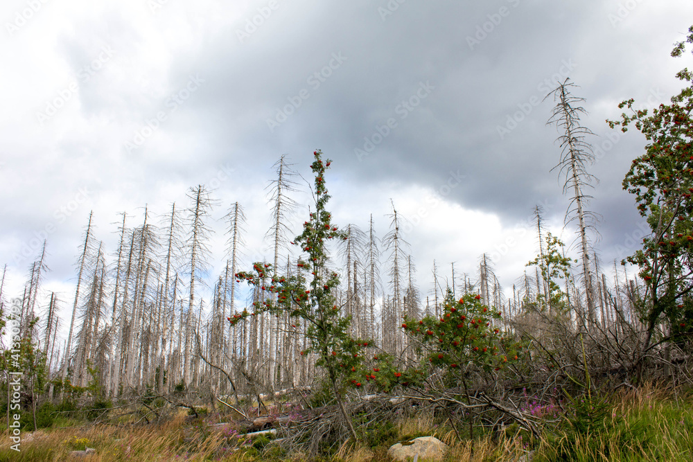 dead grey pine trees, destroyed from bark beetle, national park harz ...