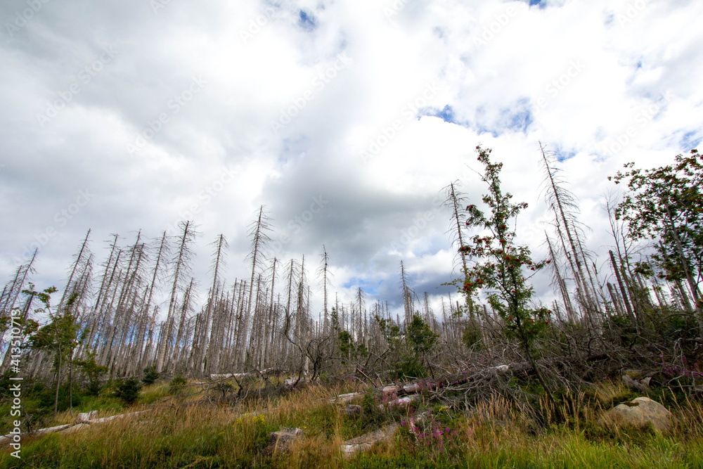 dead grey pine trees, destroyed from through bark beetle, national park ...