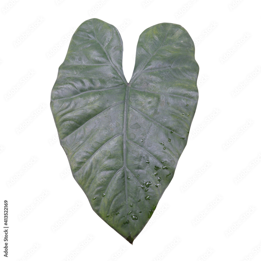 Sente Hitam is the indonesian name of tropical plant Alocasia plumbea ...