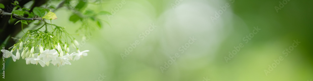 Nature of flower in garden using as cover page background natural flora ...