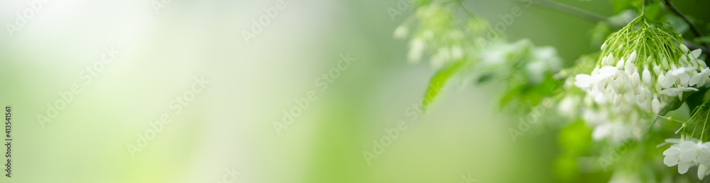 Nature of flower in garden using as cover page background natural flora ...