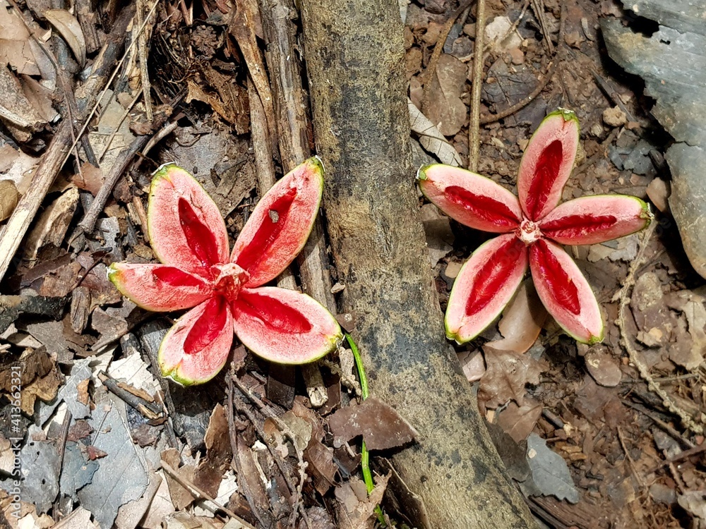 Cedrela odorata is a commercially important species of tree in the ...