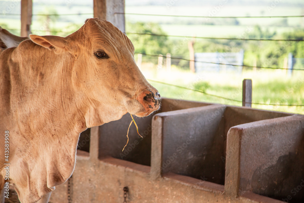 Nelore cow in the pasture. Milky cow. Industrial agribusiness concept ...
