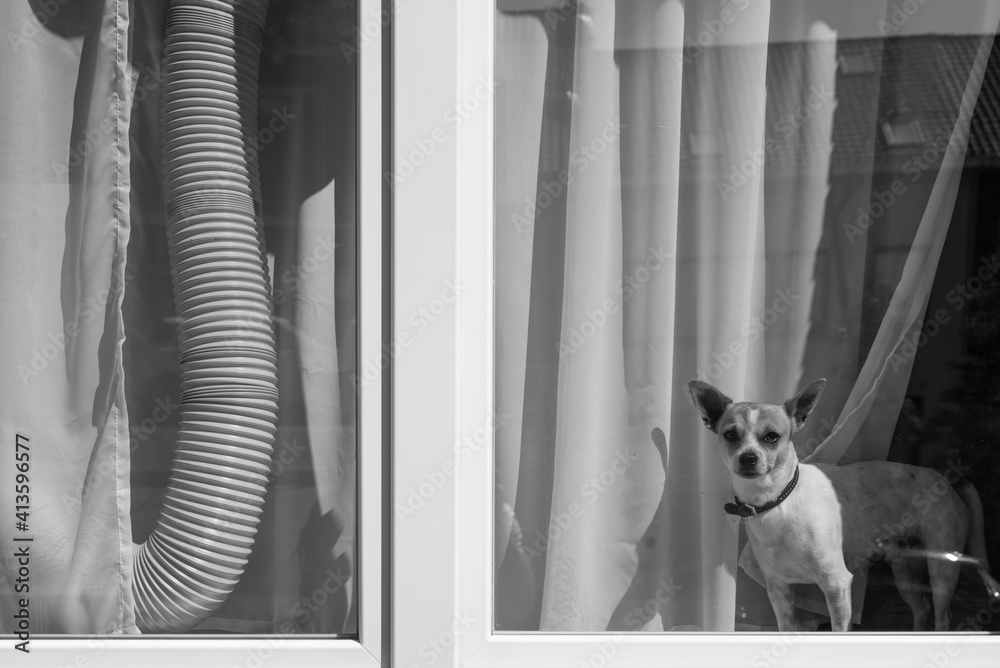 Perro chihuahua que se asoma por la ventana de su casa, rodeado por la ...