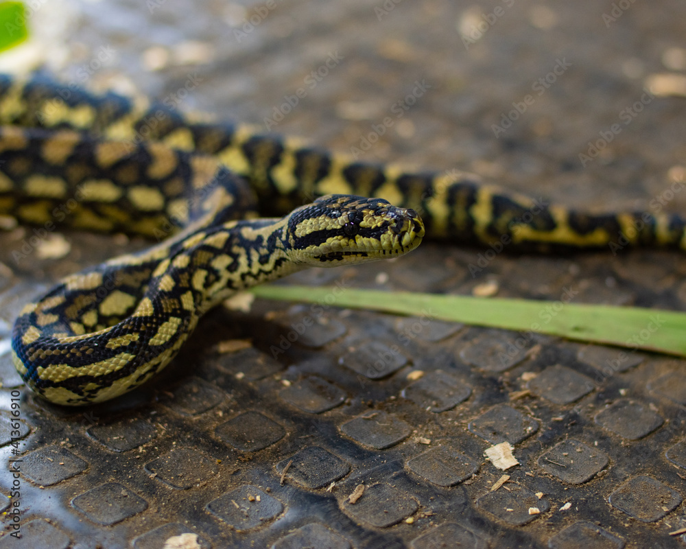 snake on a tree Stock Photo | Adobe Stock