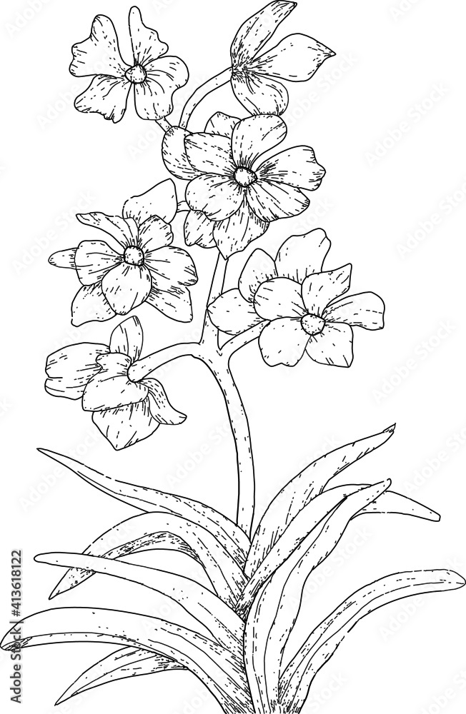 Flowers and herbs, orchid flowers. Design elements. Hand drawing ...