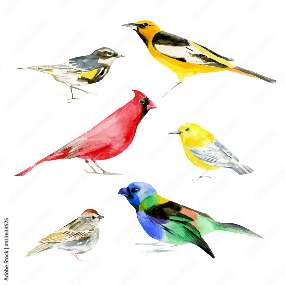 Various cartoon summer birds collection natural watercolor illustration ...